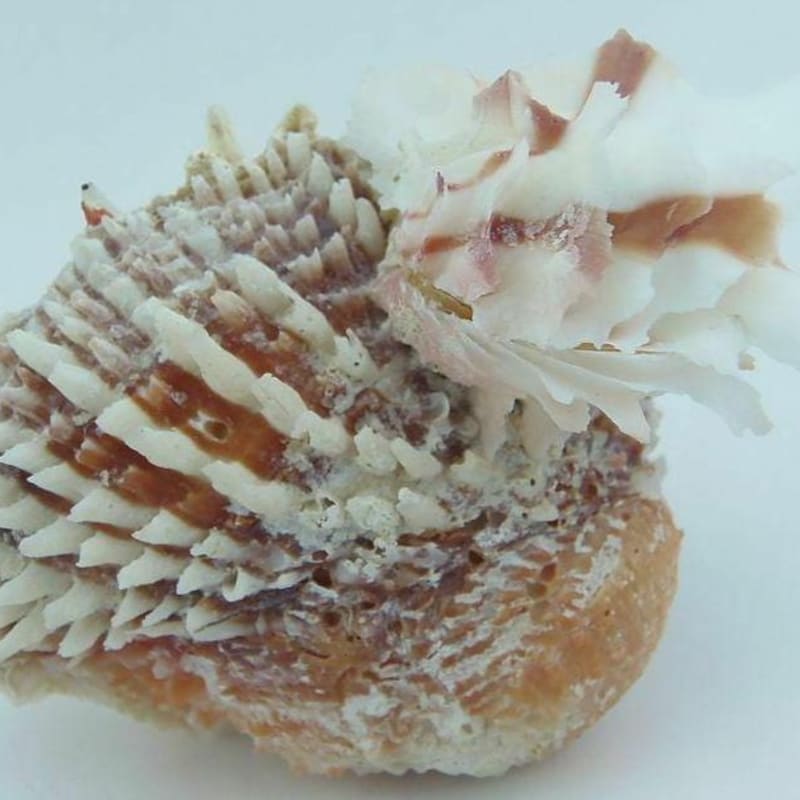 Sea Shell Jewel Box - Etsy