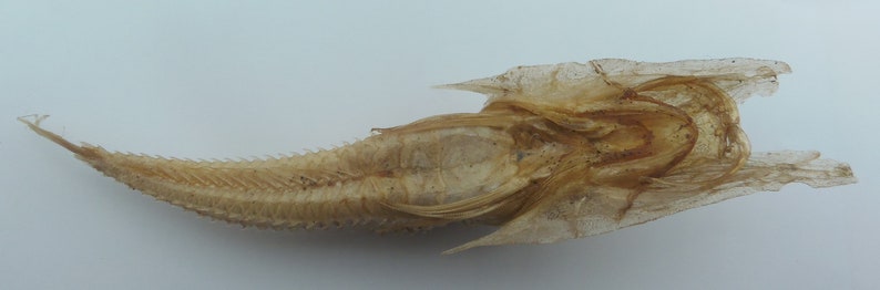 Robust Armoured-gurnard Satyrichthys Welchi Fish Taxidermy - Etsy