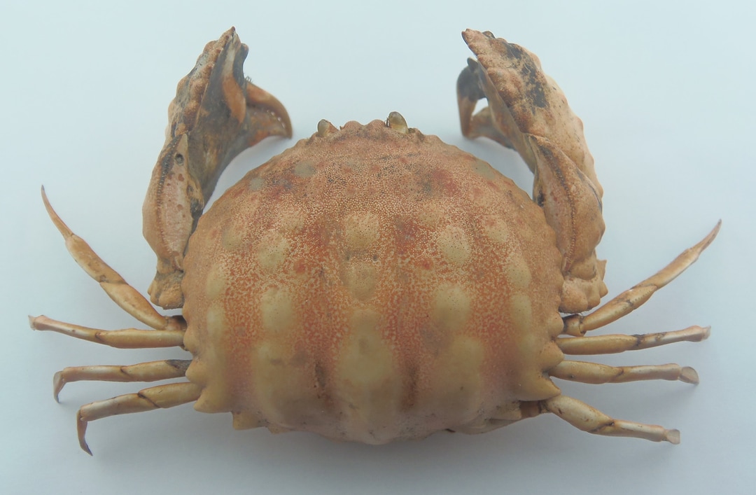 Box Crab Calappa Pustulosa Crab Taxidermy Oddities - Etsy