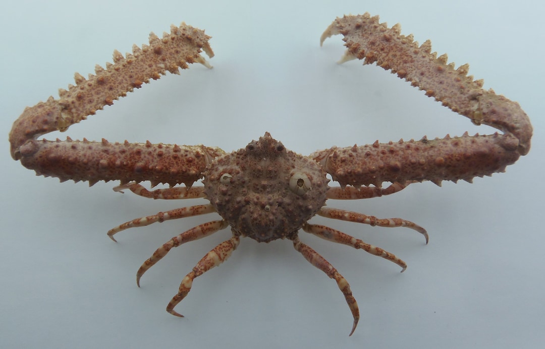 Elbow Crab Parthenope Sinensis Crab Taxidermy Oddities - Etsy