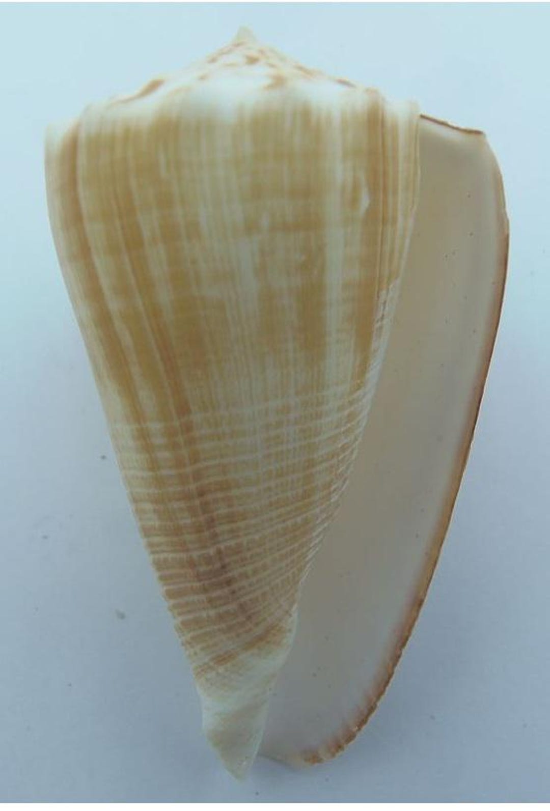 Seashells Grooved Cone Shell Conus Sulcatus Bocki - Etsy