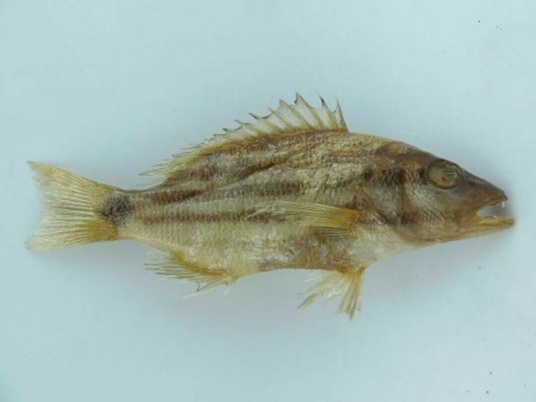 Checkered Snapper Lutjanus Decussatus Fish Taxidermy Oddities - Etsy