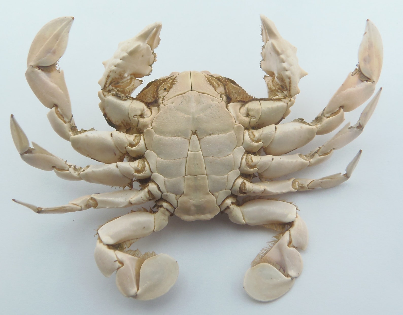 Crustaceans Spotted Moon Crab Ashtoret Lunaris Crab Taxidermy - Etsy