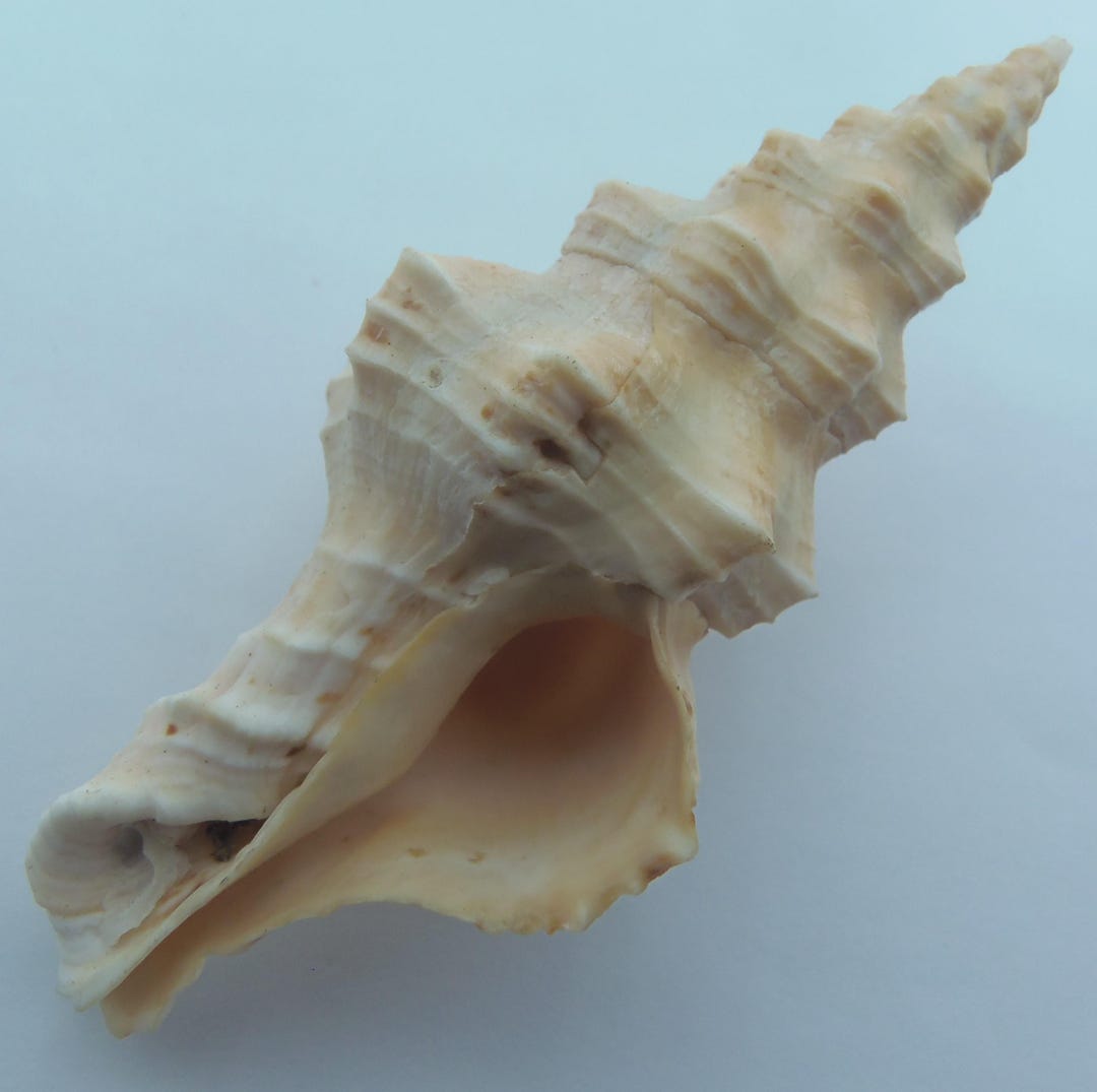 Seashells Spindle Snails Nodolatirus Recurvirostra - Etsy