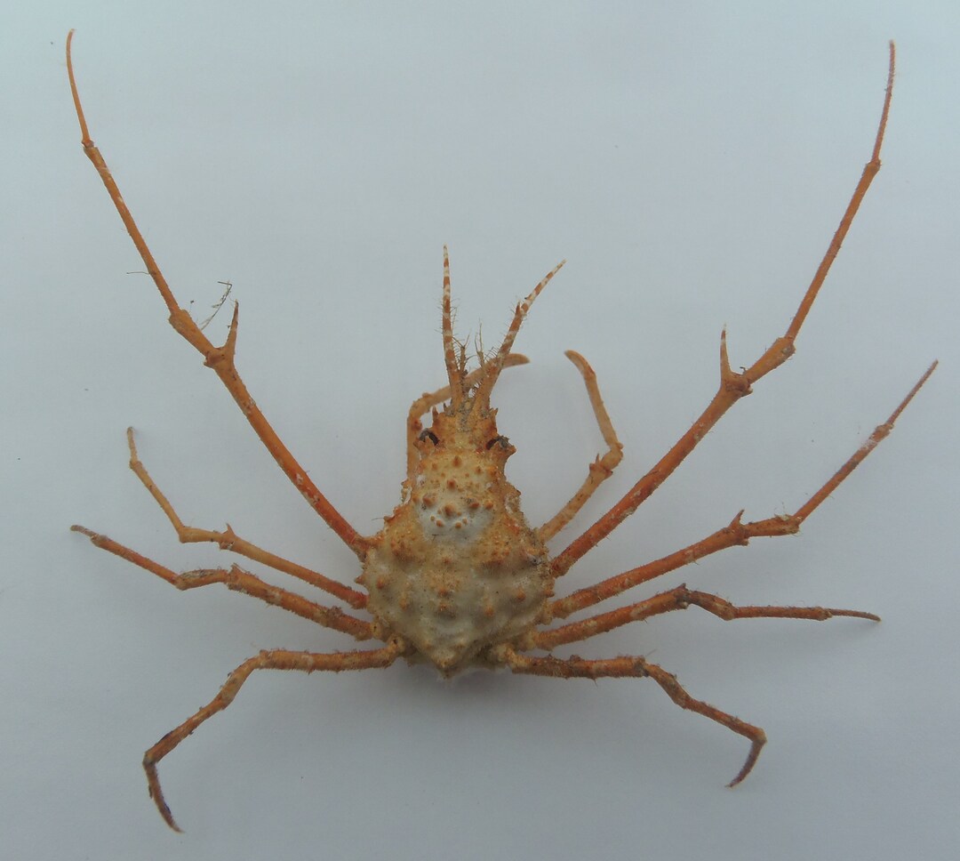 Bull Crab Naxioides Taurus Crab Taxidermy Oddities - Etsy