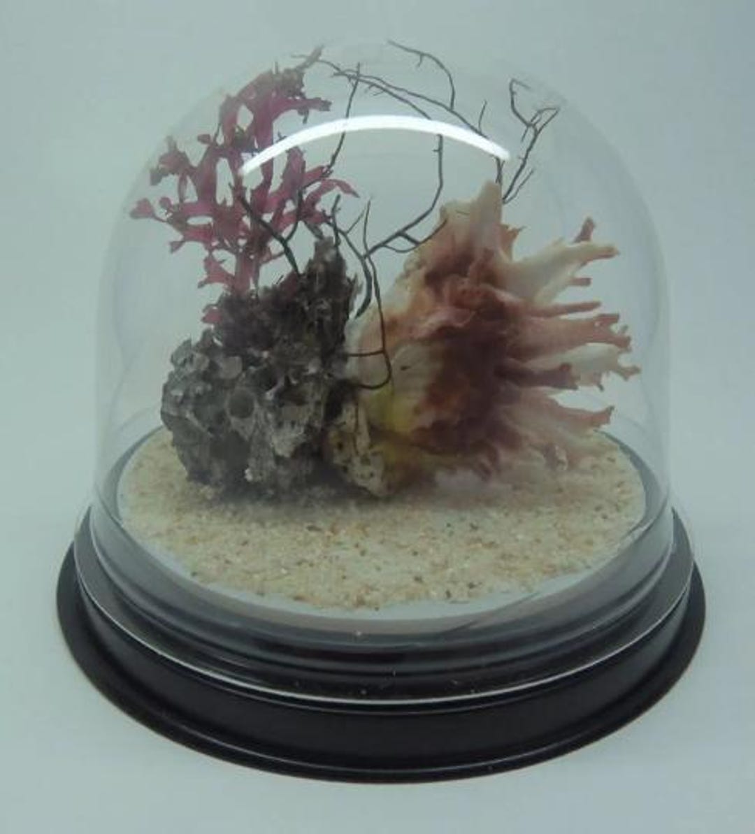 Dome Lazarus Jewel Box Chama Lazarus Taxidermy Oddities Curios - Etsy