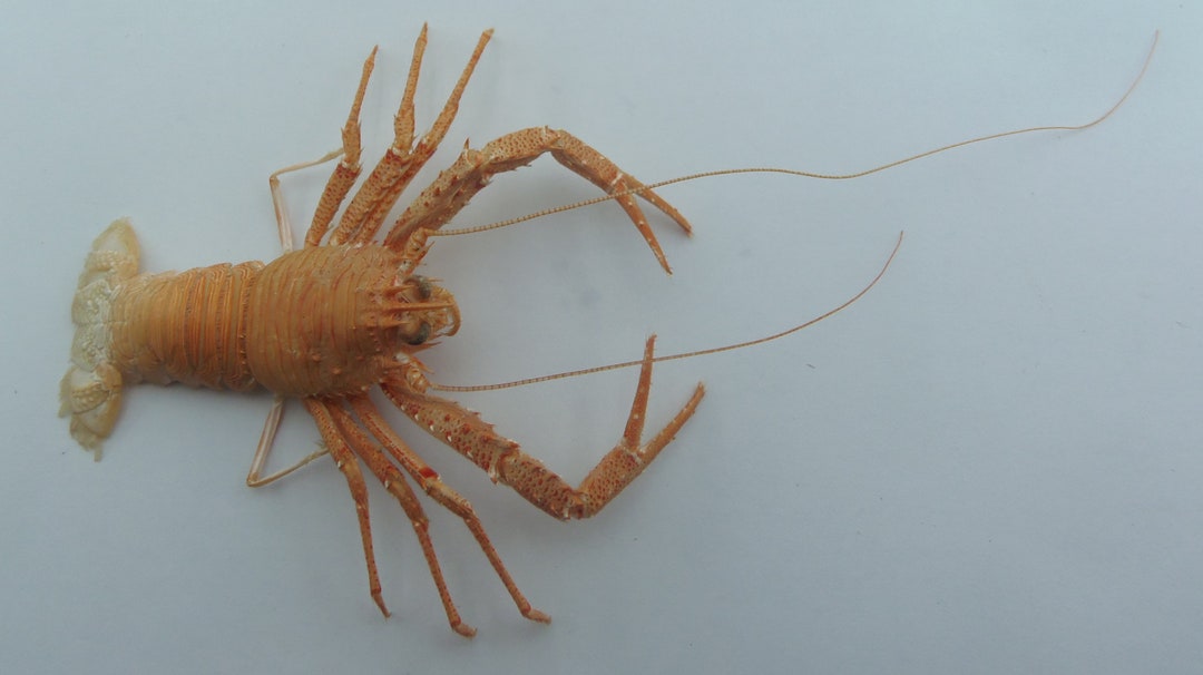 Rugose Squat Lobster Munida Rugosa Crab Taxidermy Oddities - Etsy