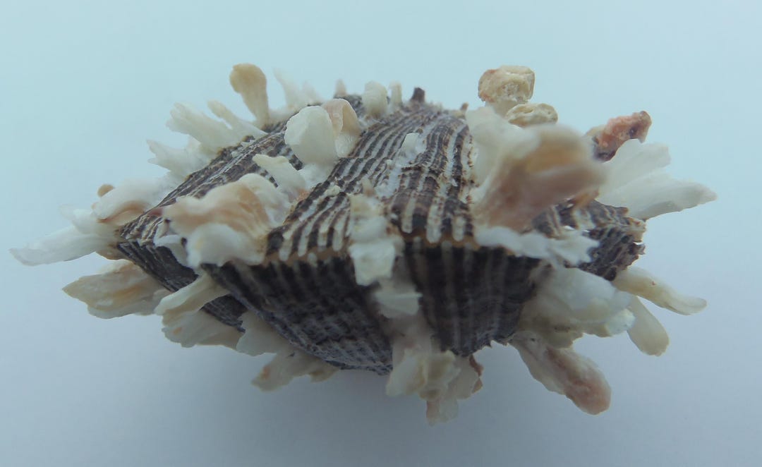 Seashells Chinese Thorny Oysters Spondylus Sinensis - Etsy