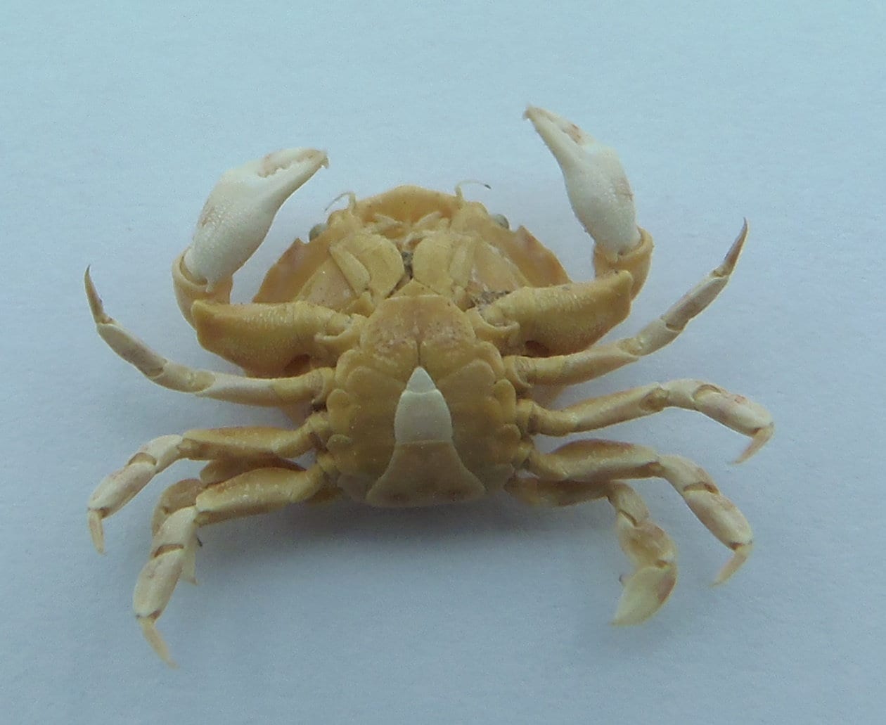 Home & Living Taxidermy & Curiosities Red-spotted White crab ...