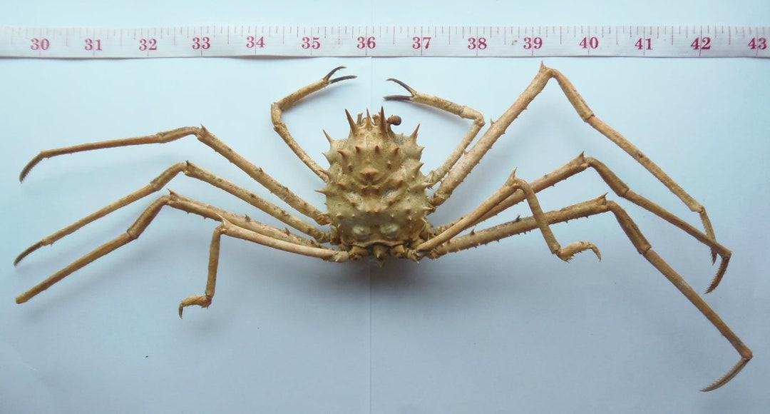 Crab Moloha Majora Crab Taxidermy Oddities - Etsy