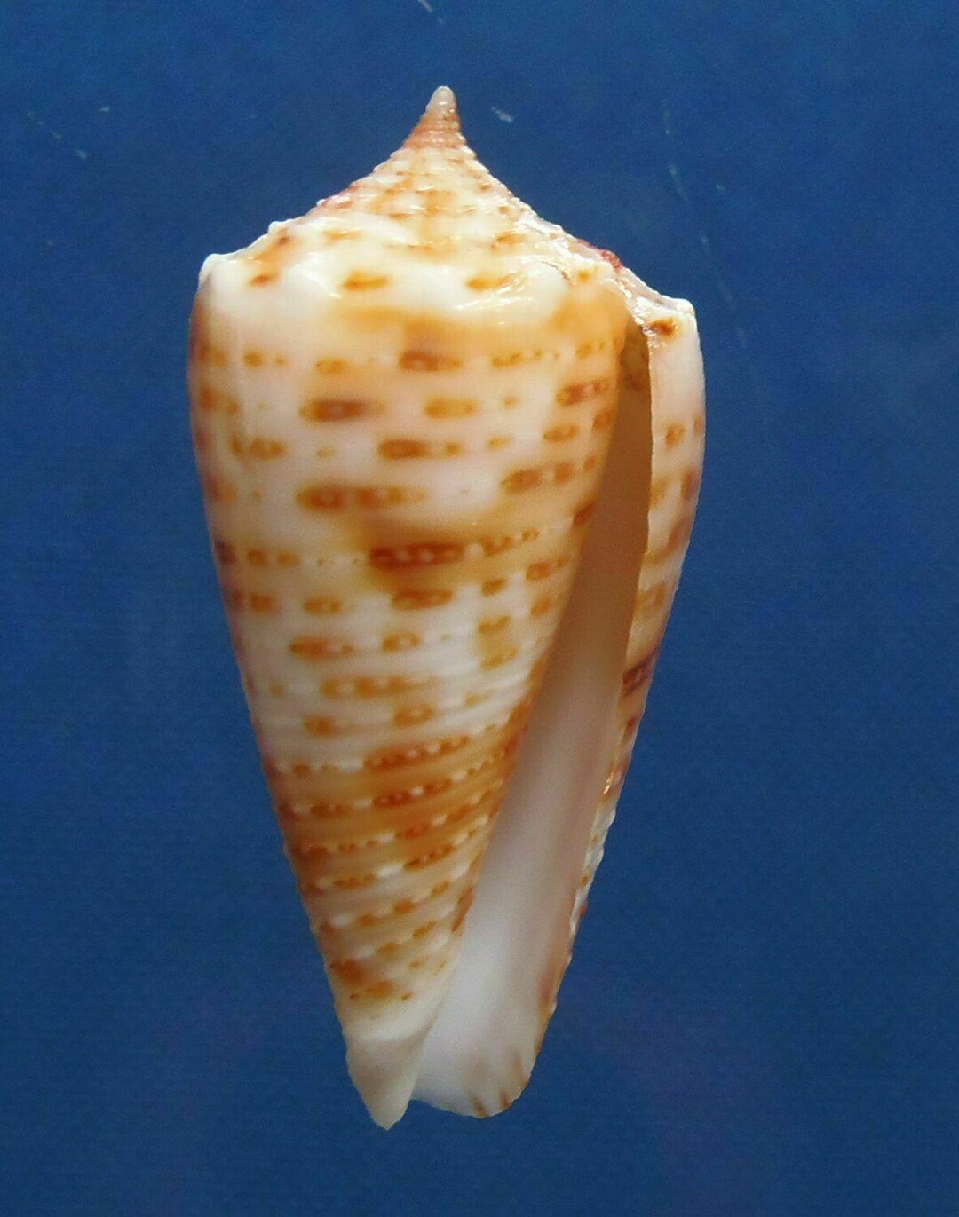 Seashells Cone Shells Conus Proximus - Etsy