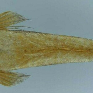 Bartail Flathead Platycephalus Indicus Fish Taxidermy Oddities - Etsy