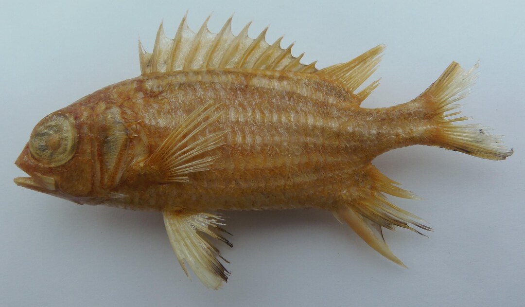 Redcoat Fish Sargocentron Rubrum Fish Taxidermy Oddities - Etsy