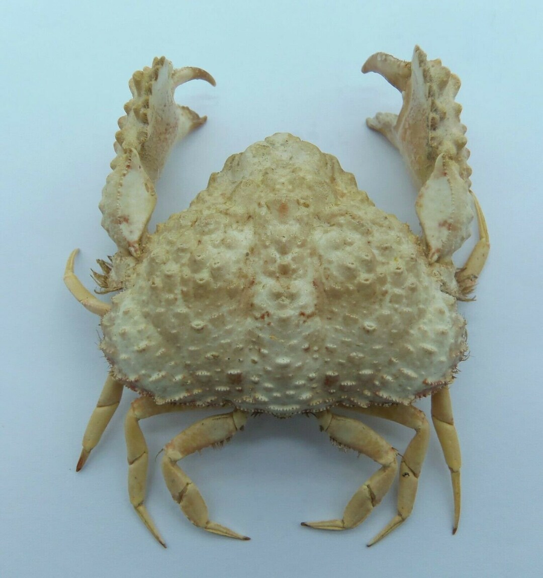 Two Horn Box Crab Calappa Bicornis Crab Taxidermy Oddities - Etsy