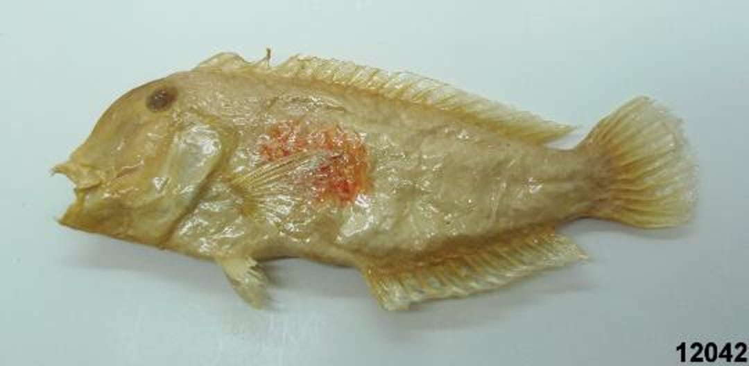 Redblotch Razorfish Iniistius Twistii Fish Taxidermy Oddities - Etsy