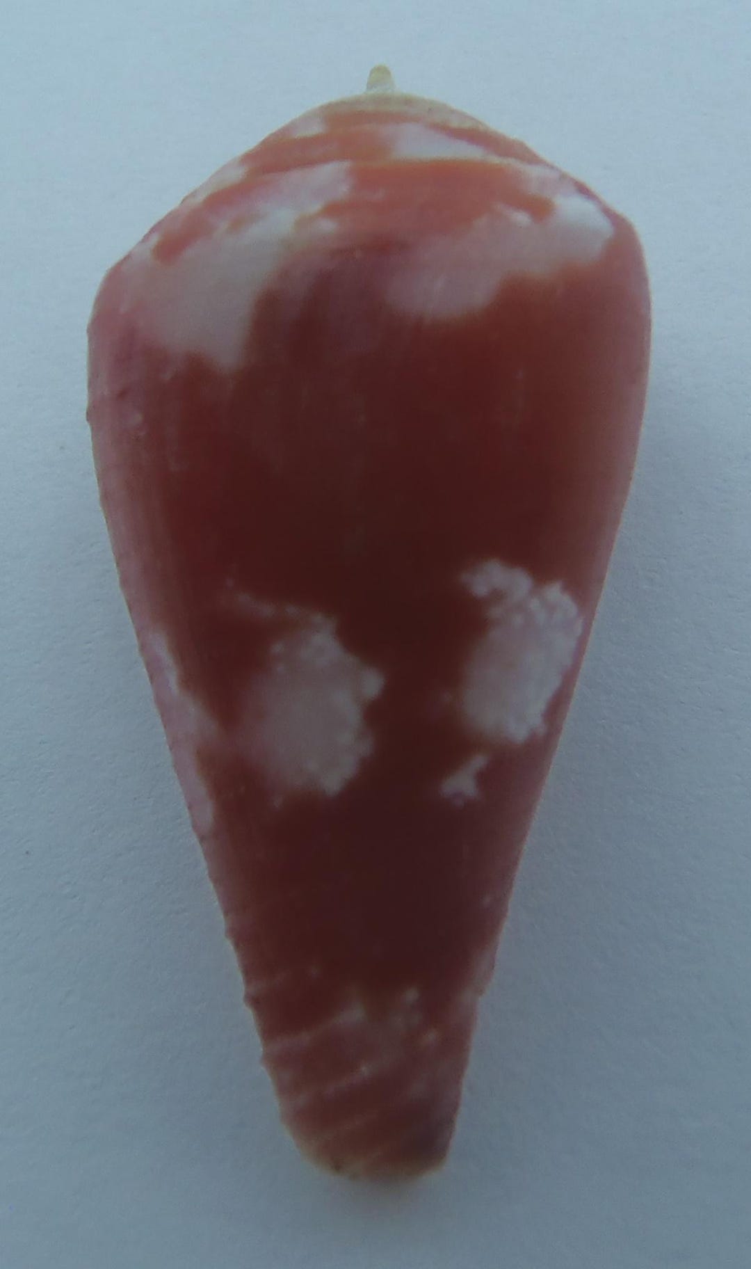 Seashells the Lovely Cone Conus Pertusus - Etsy