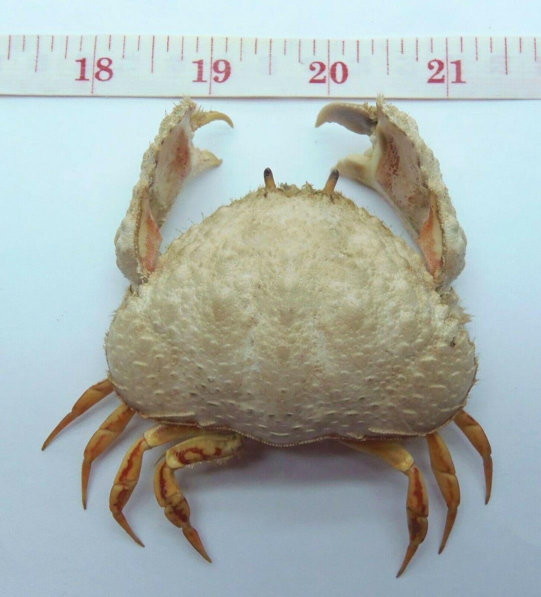 Hepatic Box Crab Calappa Hepatica Crab Taxidermy Oddities - Etsy