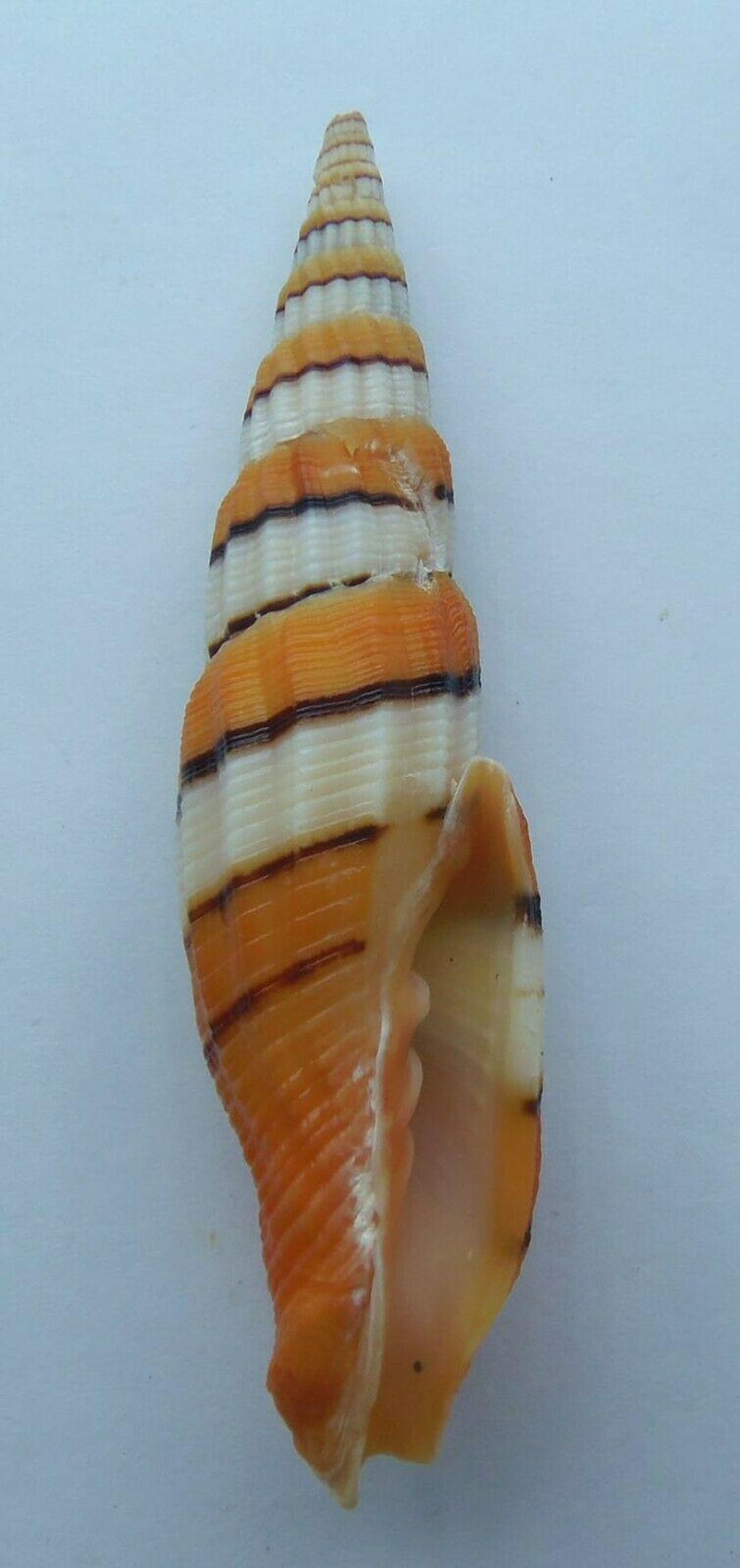 Seashells Ribbed Miters Vexillum Filiareginae - Etsy
