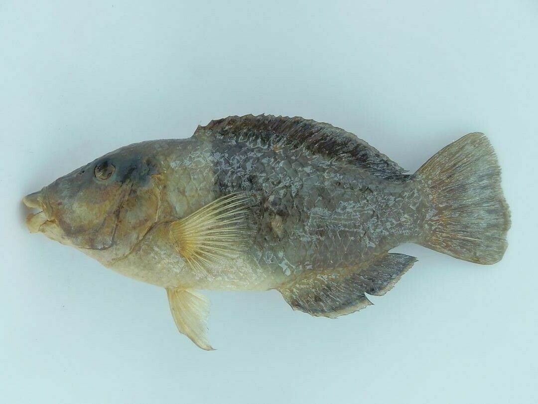Barred Thicklip Hemigymnus Fasciatus Fish Taxidermy Oddities - Etsy