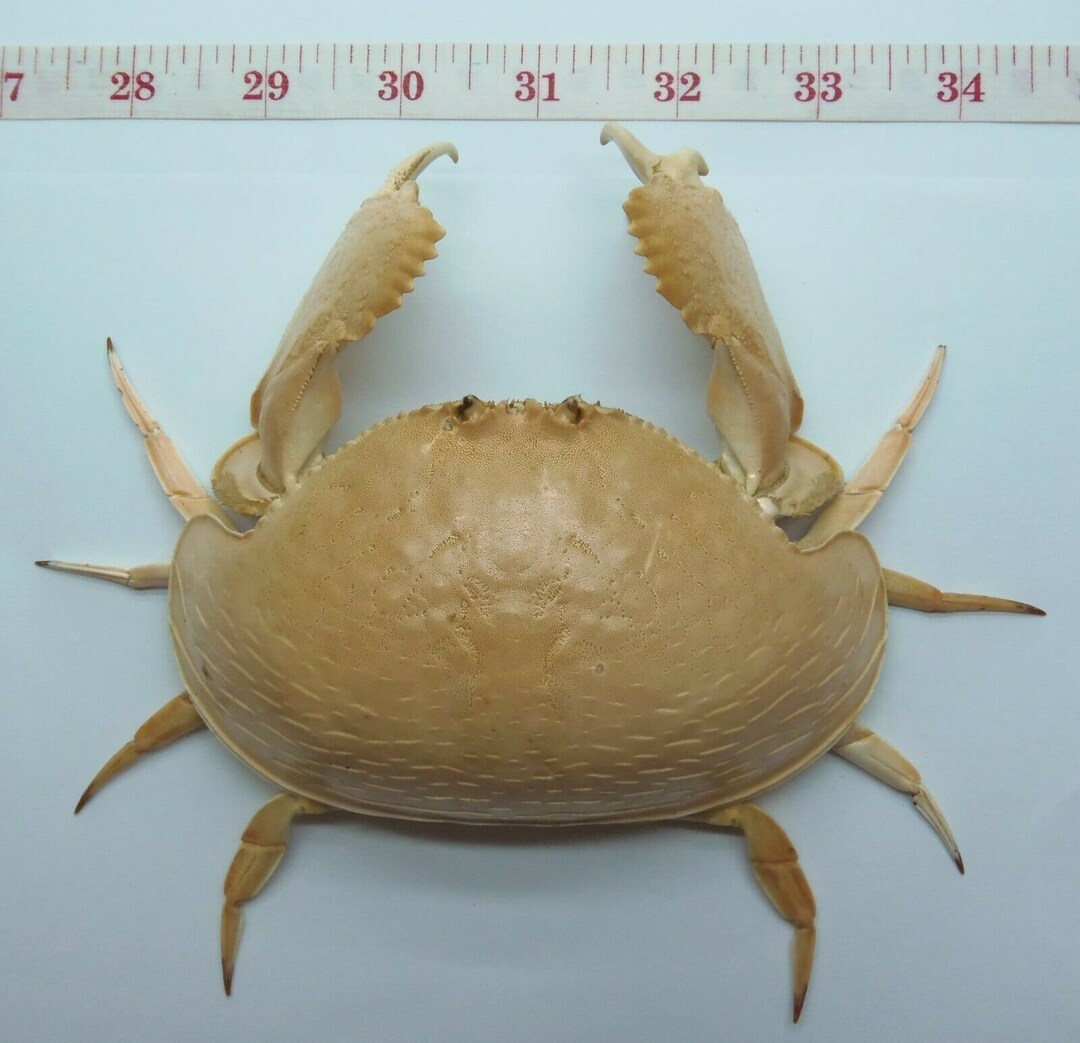 Red-spotted Box Crab Calappa Calappa Crab Taxidermy Oddities - Etsy