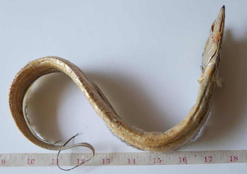 Largehead Hairtail Trichiurus Lepturus Fish Taxidermy Oddities - Etsy