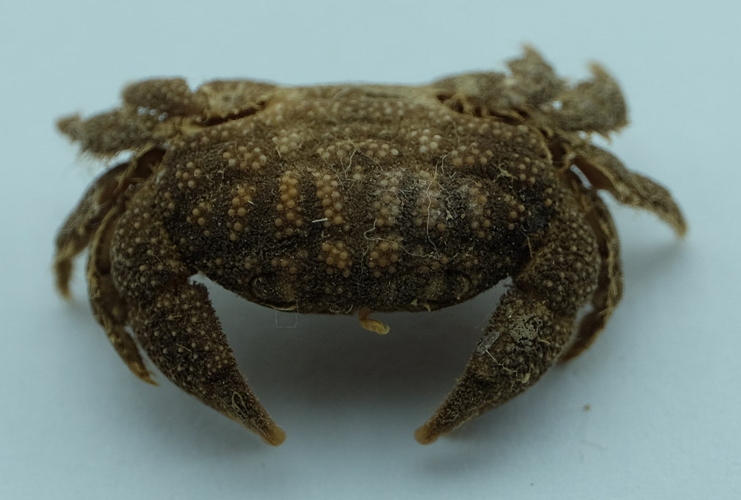 Button Crab Crab Taxidermy Oddities - Etsy