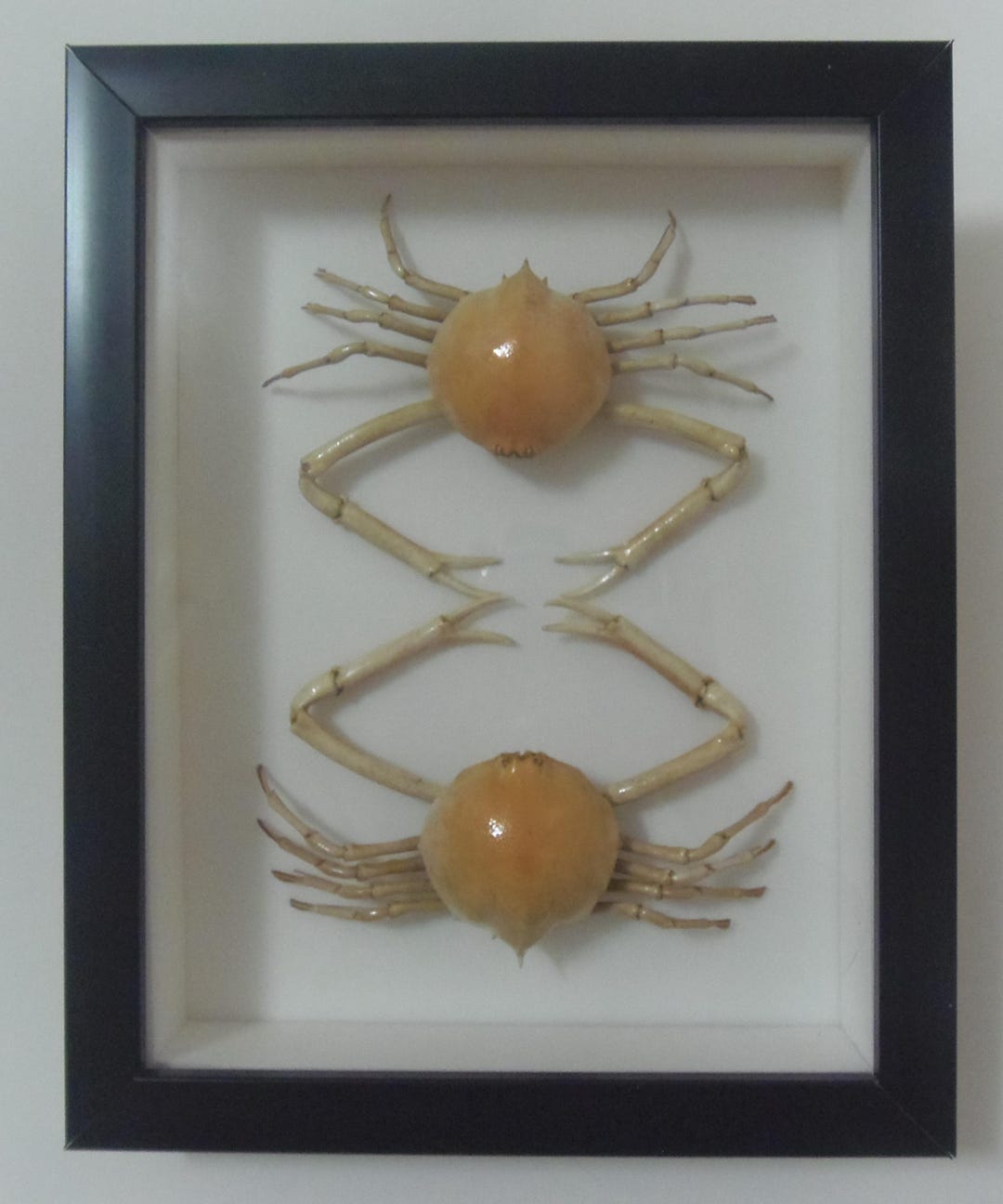 Frames Crab Peeble Crab Parilia Major Taxidermy Oddities Curios - Etsy