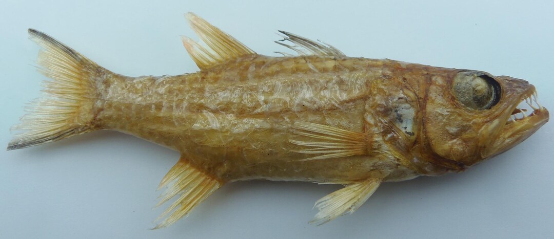 Allen's Cardinalfish Cheilodipterus Alleni Fish Taxidermy Oddities - Etsy