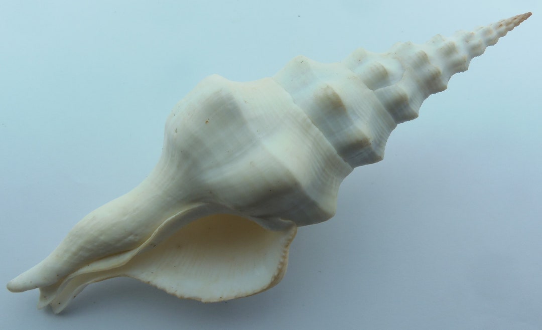 Seashells Legrand's/wavy Spindle Cyrtulus Undatus - Etsy