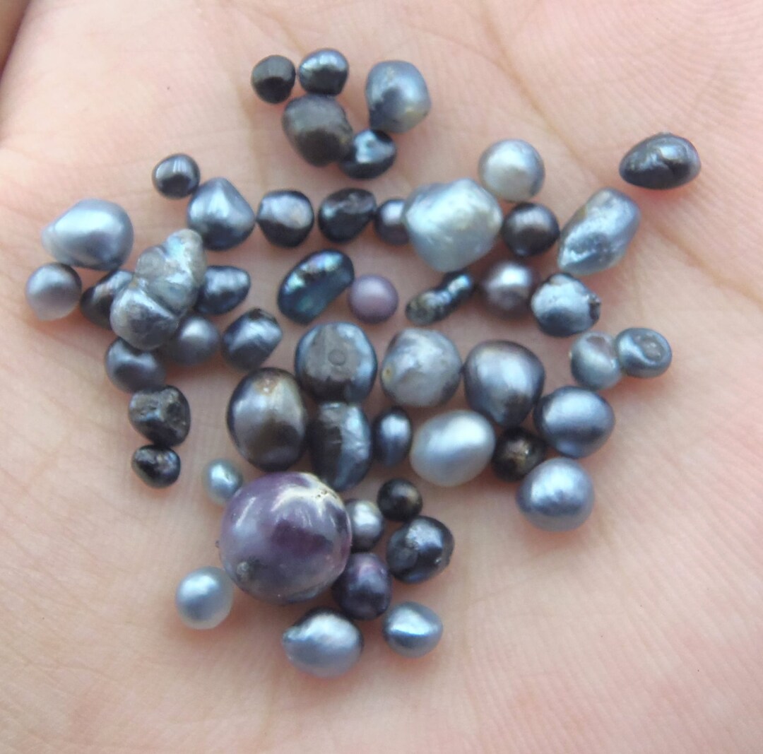 Wild Pearl of Philippine Horse Mussel Modiolus Philippinarum - Etsy