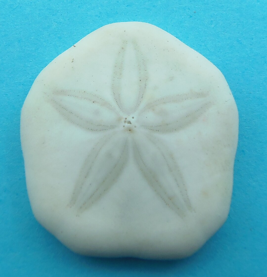 Echinoderms Sand Dollar Laganum Laganum Taxidermy Oddities - Etsy
