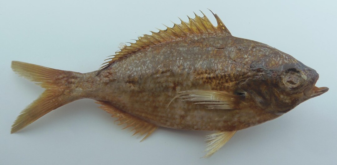 Redbelly Yellowtail Fusilier Caesio Cuning Fish Taxidermy Oddities - Etsy