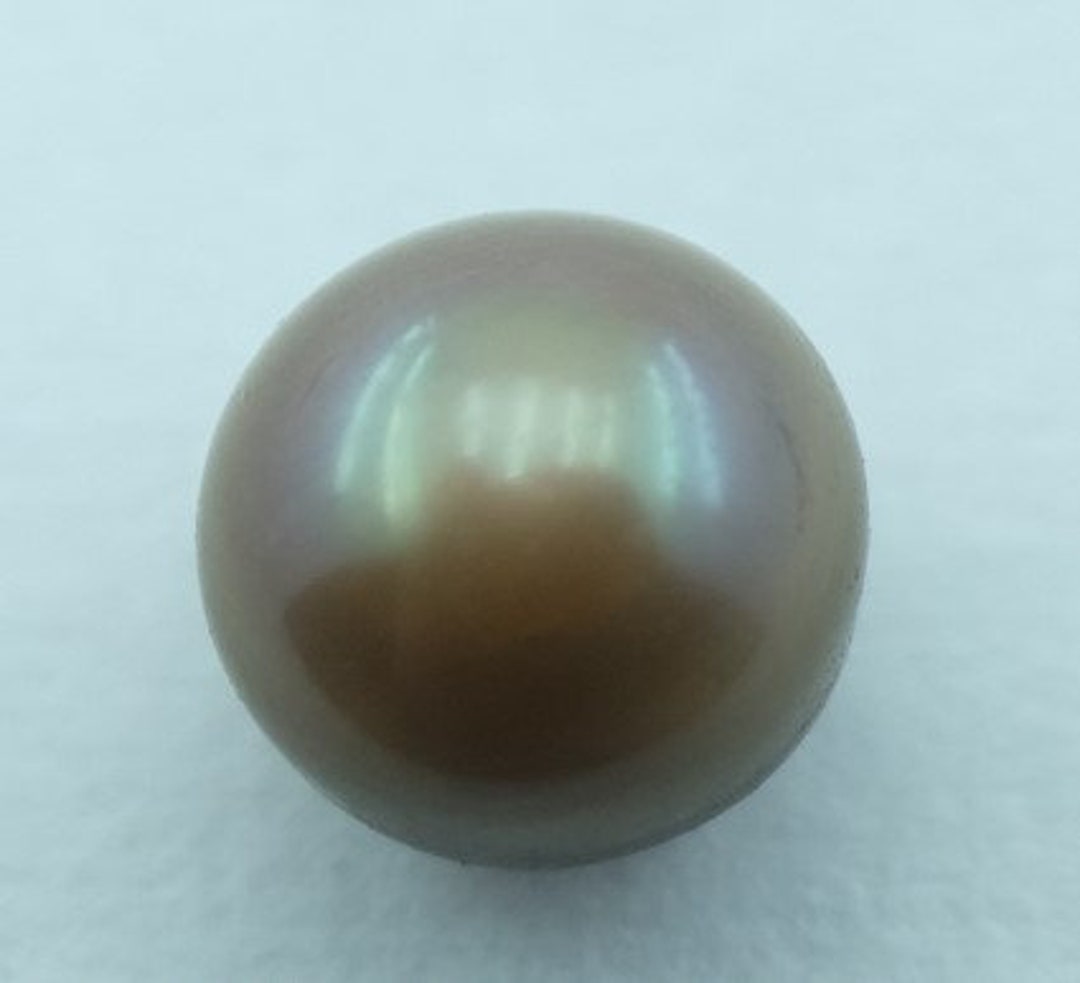 Wild Pearl of Striped Fox Conch Pleuroploca Trapezium - Etsy