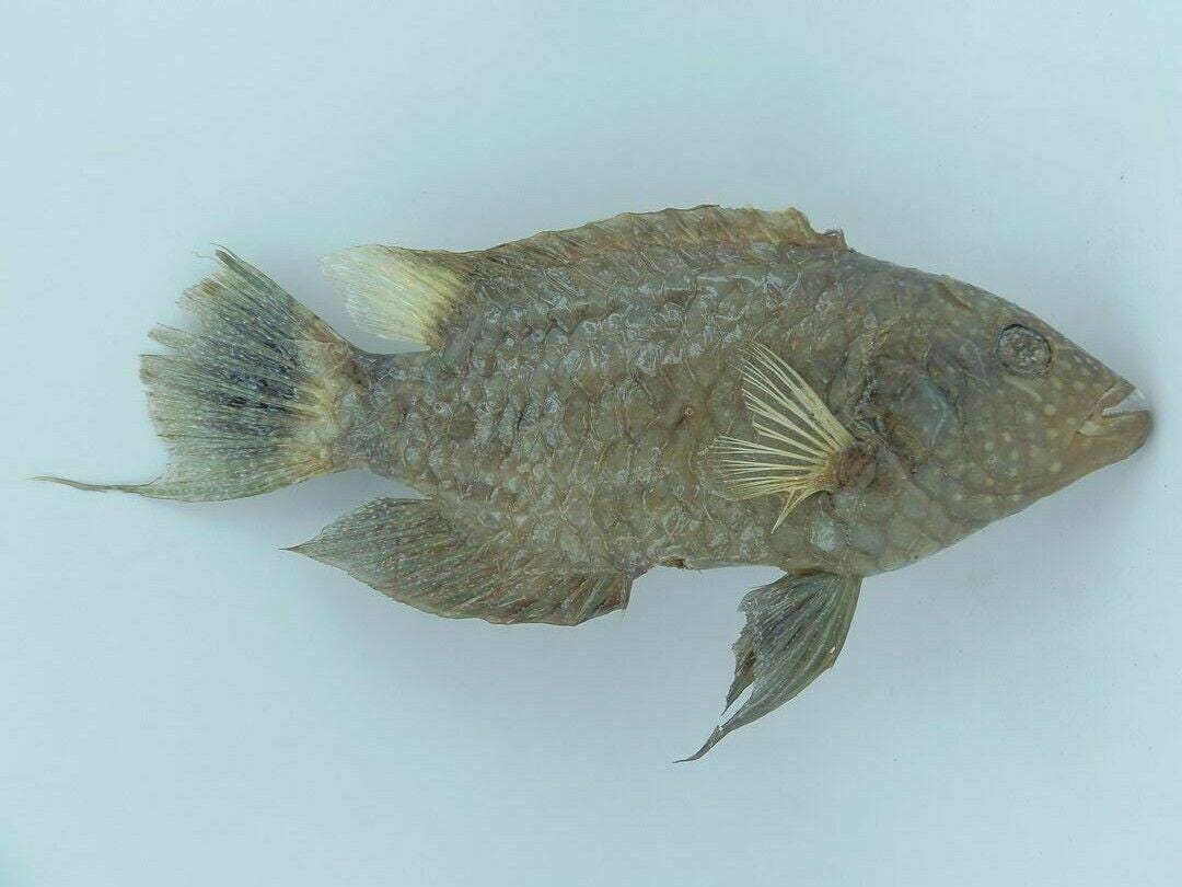 Floral Wrasse Cheilinus Chlorourus Fish Taxidermy Oddities - Etsy