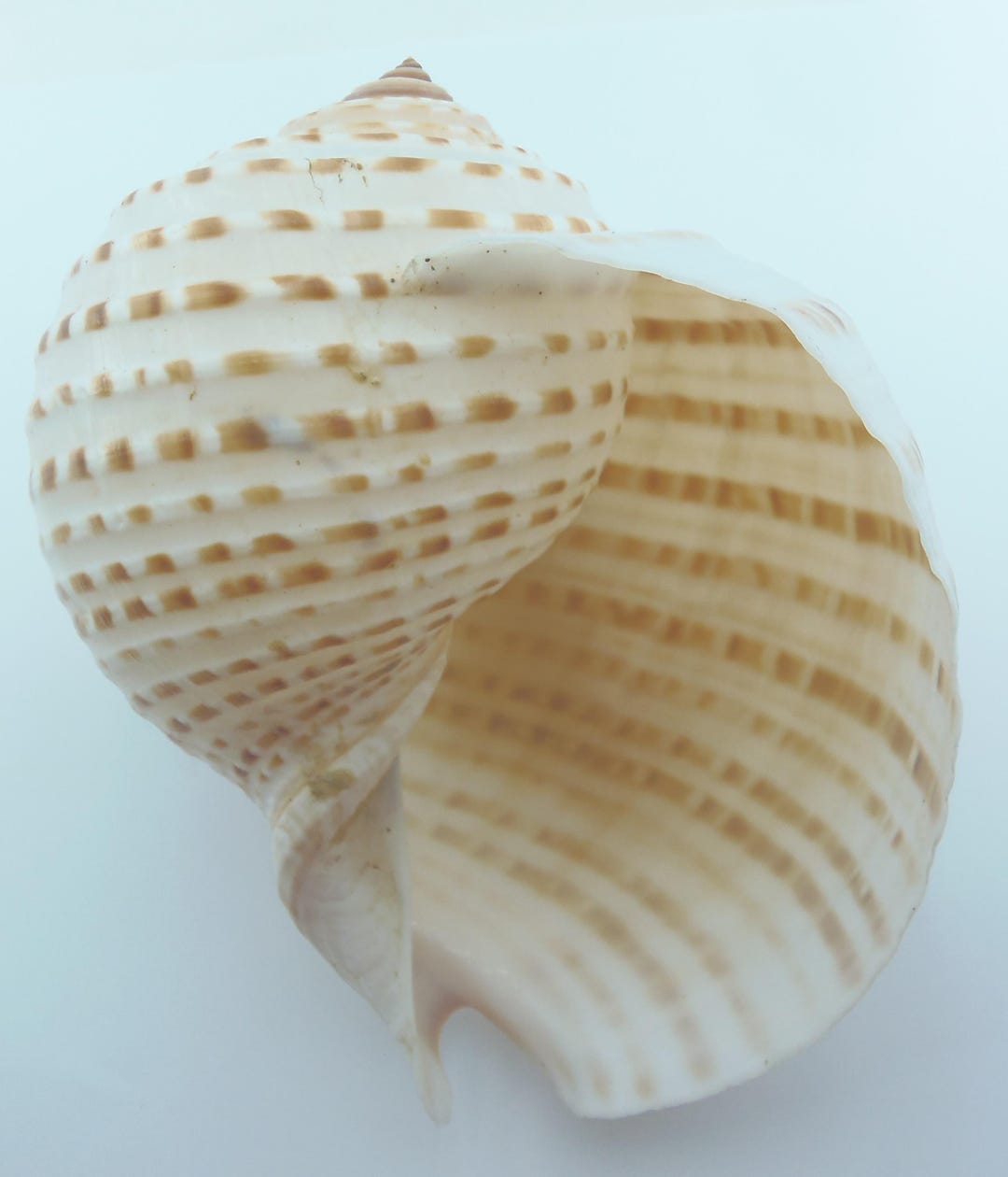 Seashells Spotted Tun Tonna Dolium - Etsy