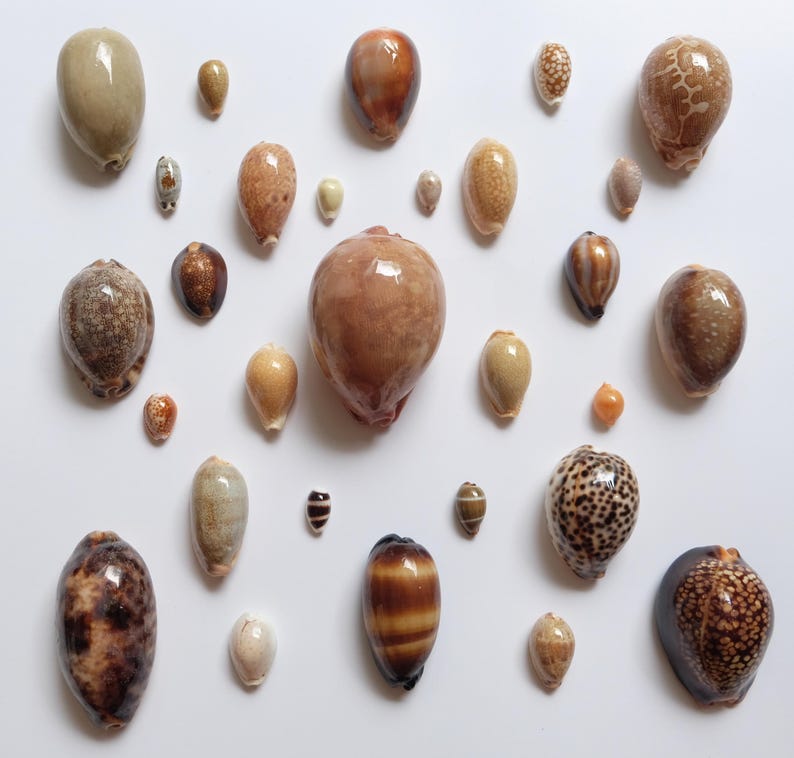 Seashells Philippine Cowries Assorted Cypraeas - Etsy