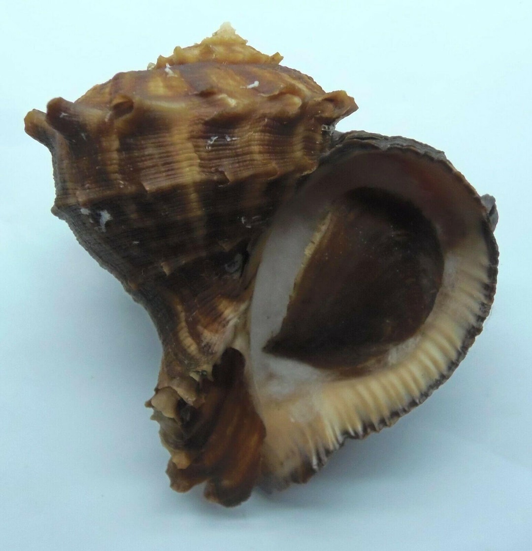 Seashells Turnip-shaped Rapa Rapana Rapiformis - Etsy