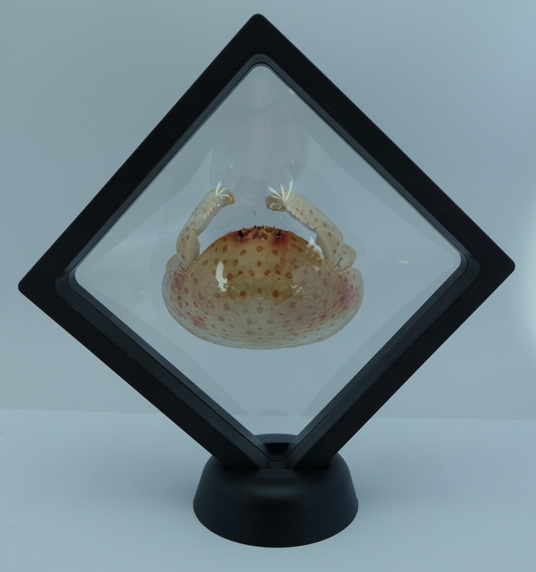 Frames Red-spotted Box Crab Calappa Calappa Taxidermy Oddities Curios ...