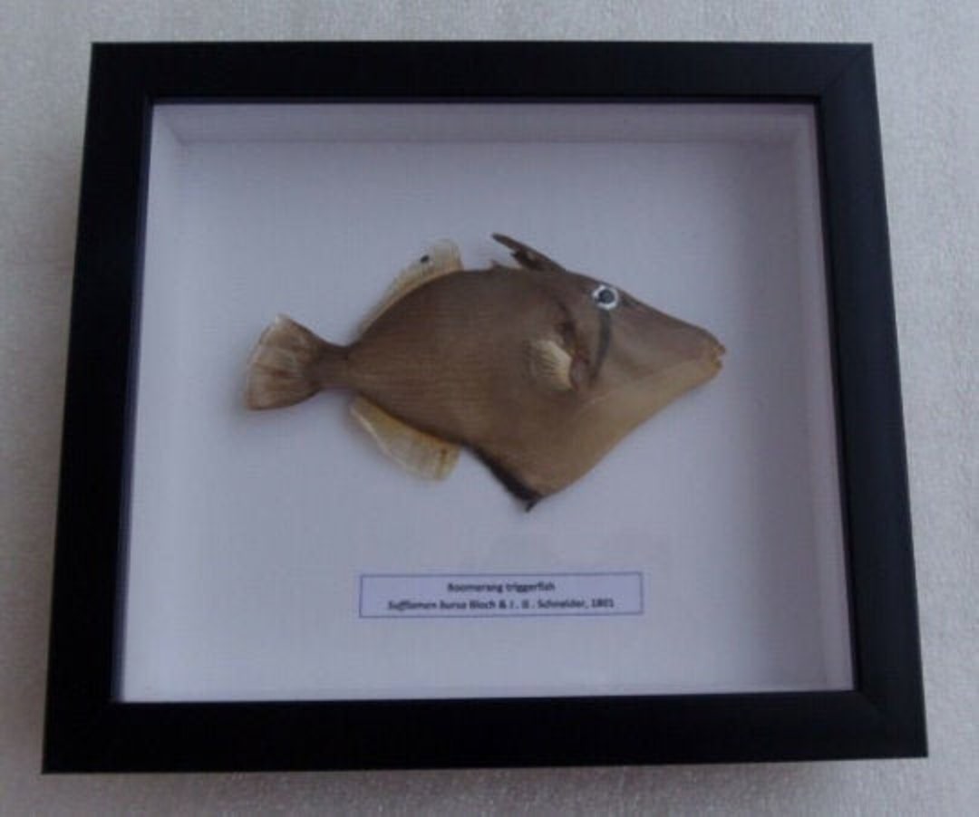 Frames Boomerang Triggerfish Sufflamen Bursa Taxidermy - Etsy