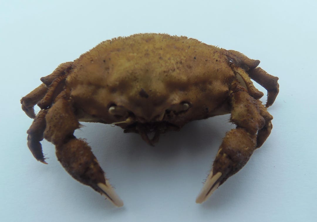 Sponge Crab Metadromia Wilsoni Crab Taxidermy Oddities - Etsy