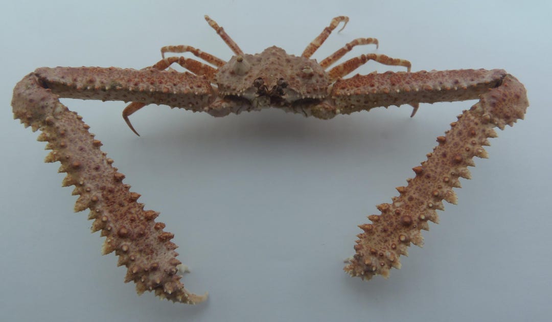 Elbow Crab Parthenope Sinensis Crab Taxidermy Oddities - Etsy