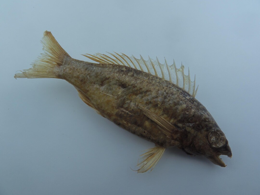 White-shouldered Whiptail Pentapodus Bifasciatus Fish Taxidermy ...