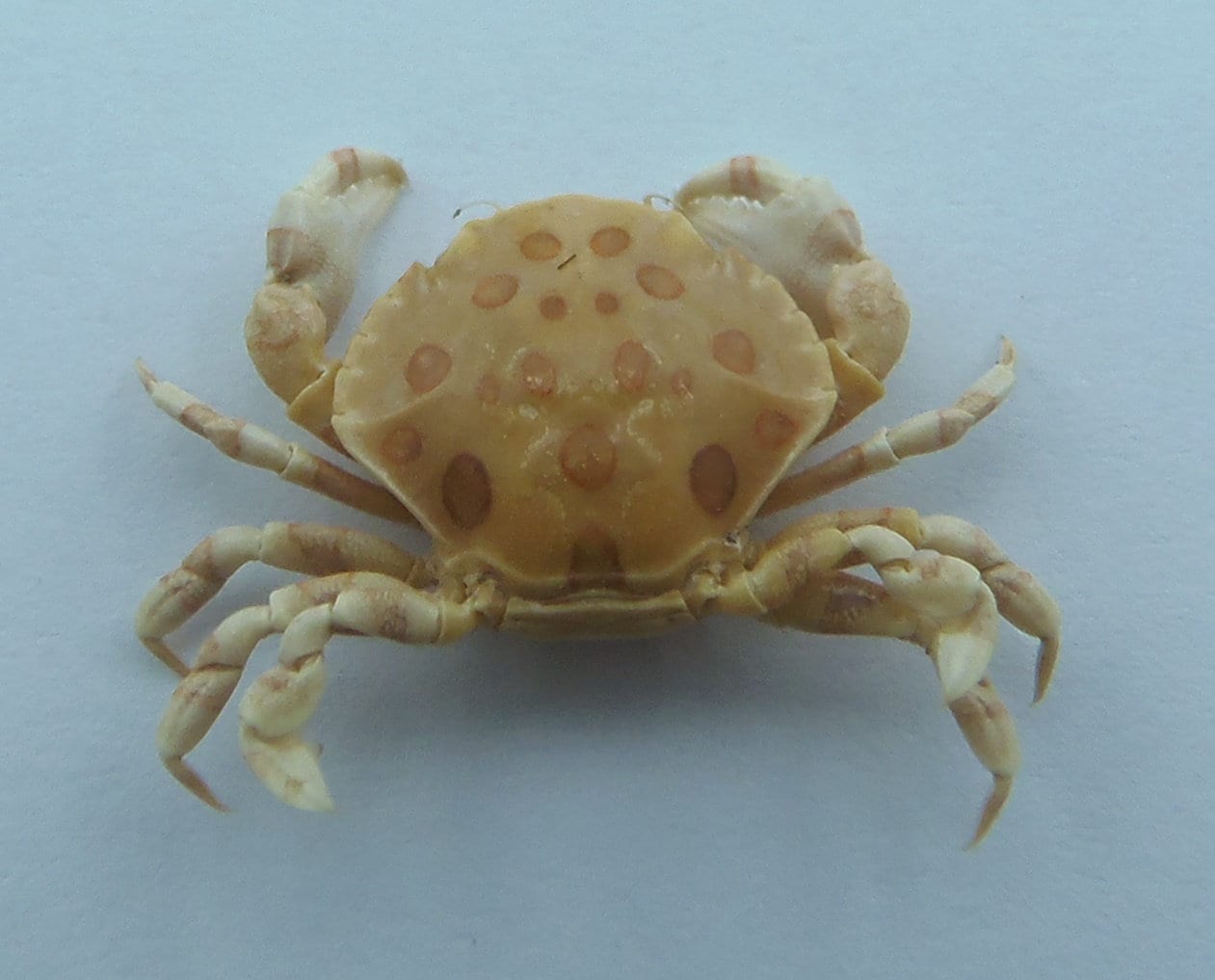 Home & Living Taxidermy & Curiosities Red-spotted White crab ...