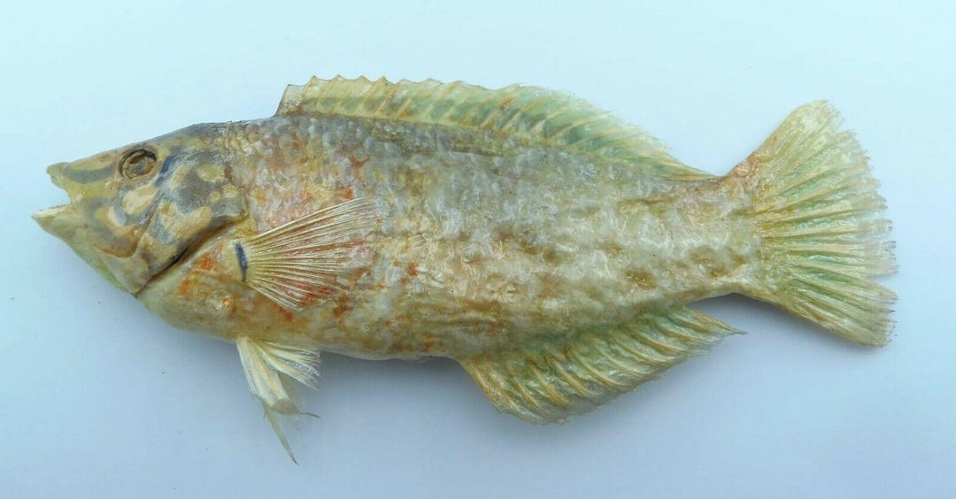 Argus Wrasse Halichoeres Argus Fish Taxidermy Oddities - Etsy