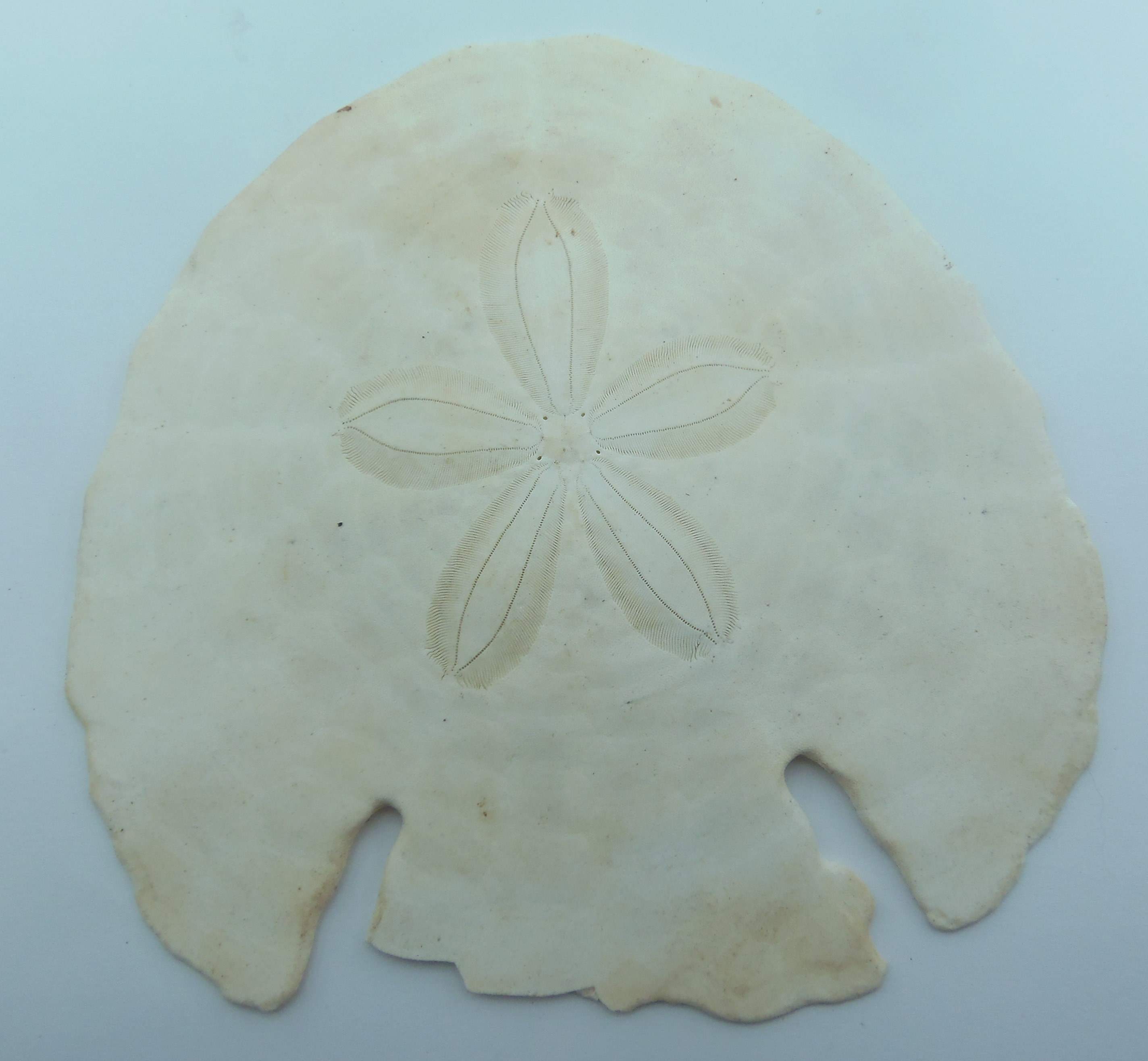 Echinoderms Sand Dollar