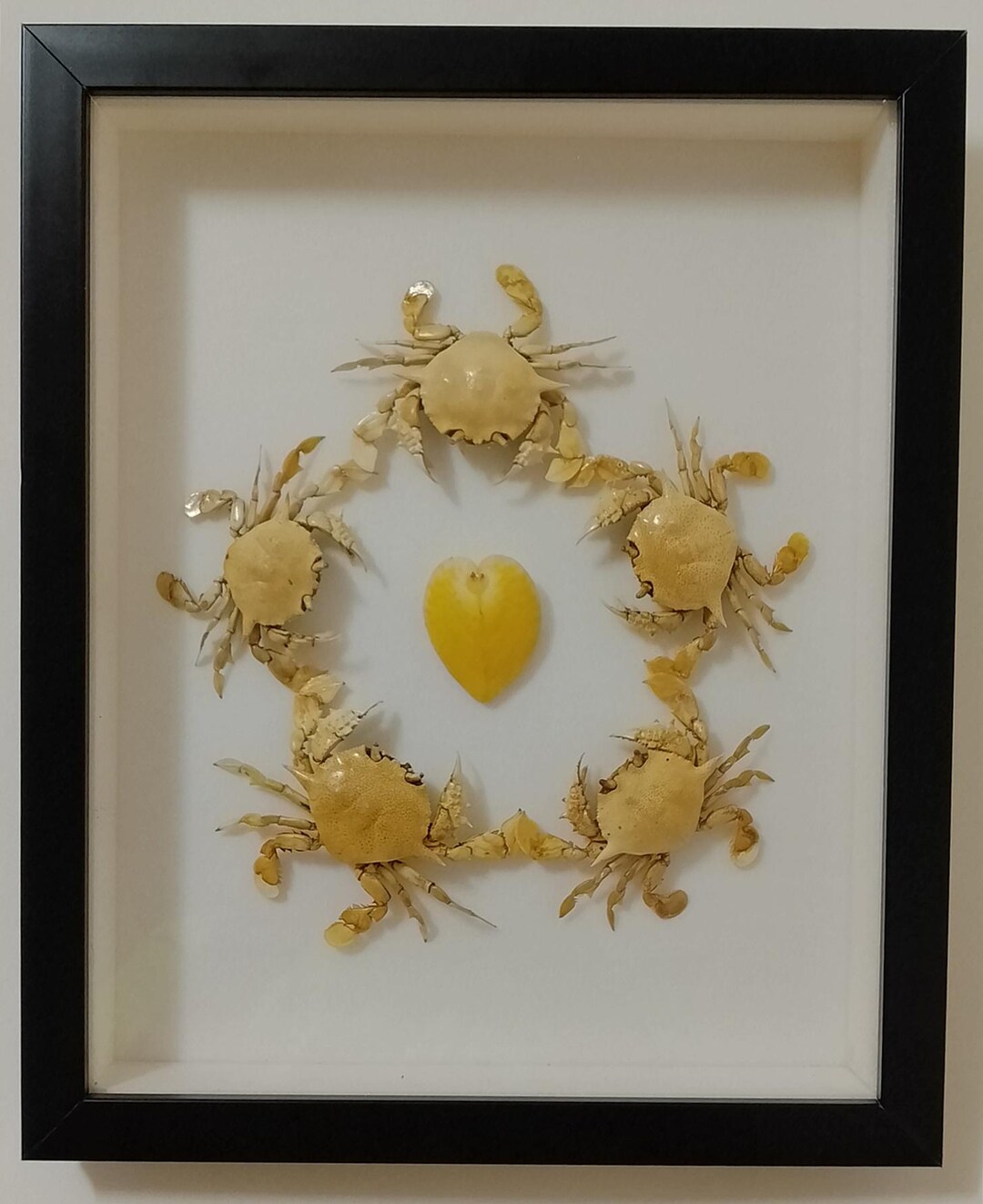 Frames Moon Crab Matuta Victor Taxidermy Oddities Curios - Etsy