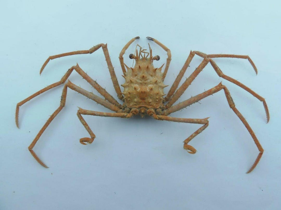 Spider Crab Moloha Acutispina Crab Taxidermy Oddities - Etsy