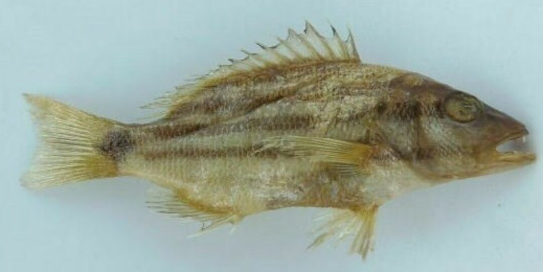 Checkered Snapper Lutjanus Decussatus Fish Taxidermy Oddities - Etsy