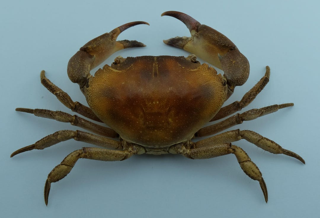 Knot-fingered Mud Crab Panopeus Lacustris Crab Taxidermy Oddities - Etsy