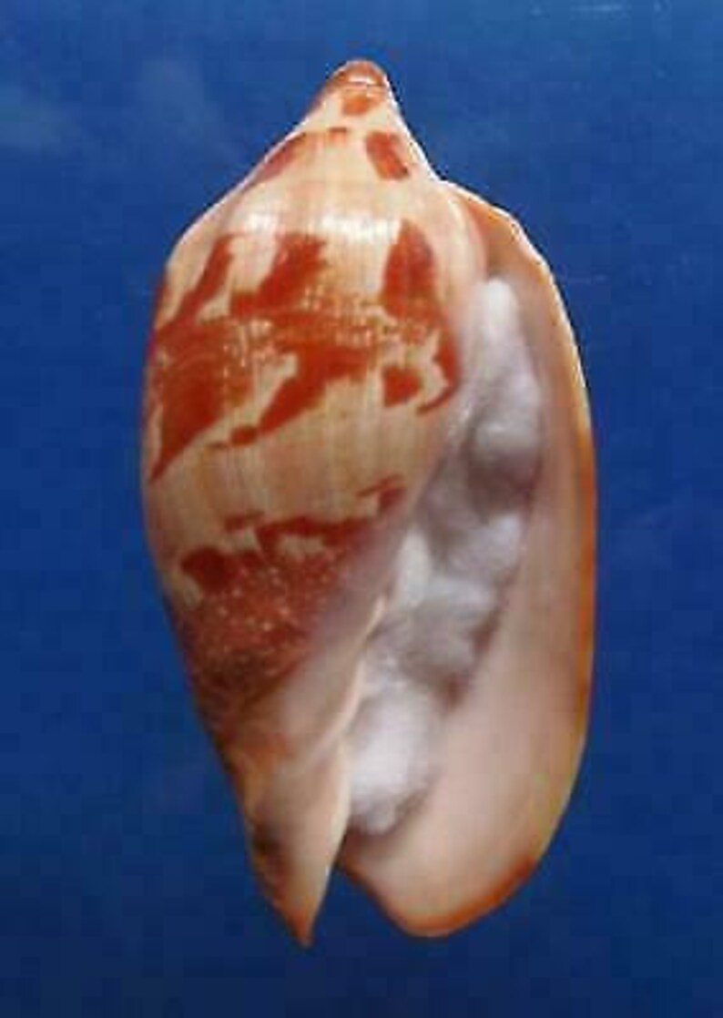 Seashells Palawan Volute Cymbiola Palawanica - Etsy